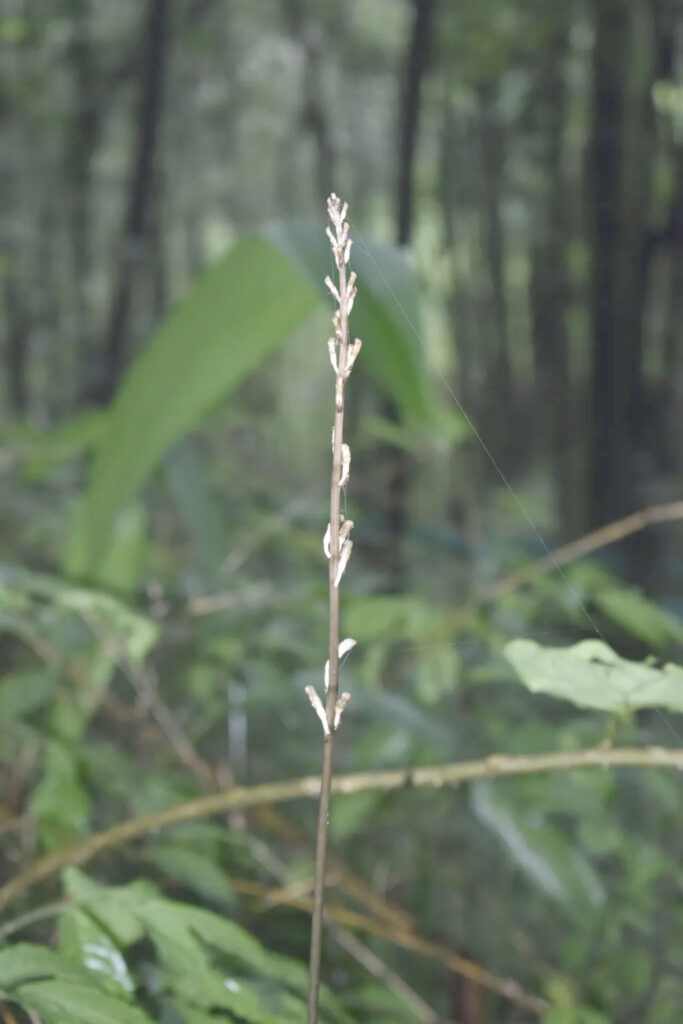 सिक्किम में मिली ऑर्किड की नई प्रजाति - Anugamini